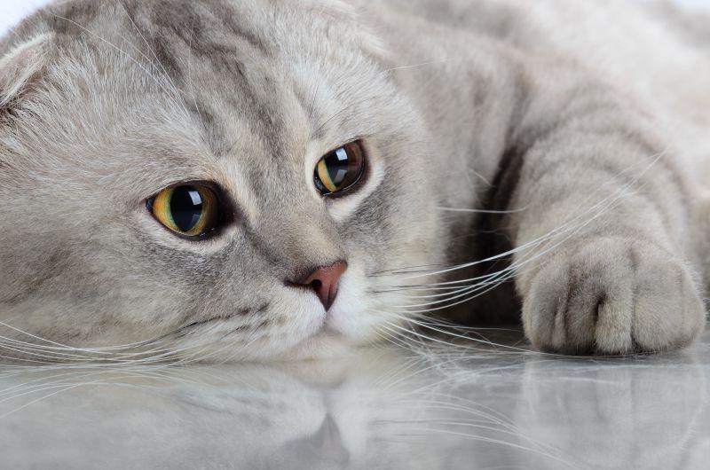 一只猫睡觉图片 一只猫睡在柔软舒适的窝里素材 高清图片 摄影照片 寻图免费打包下载