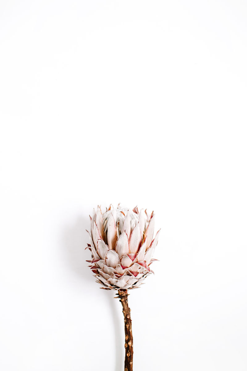 漂亮的粉红色花图片 漂亮的粉红色花素材 高清图片 摄影照片 寻图免费打包下载