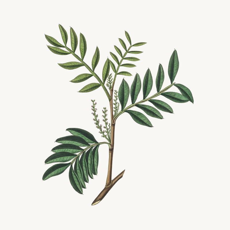 植物绿色扁豆植物插图素材-高清图片-摄影照片-寻图免费打包下载